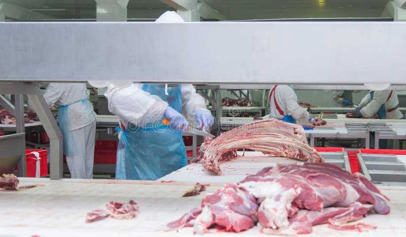 Cutting Meat Slaughterhouse Workers in a Meat Factory. Stock Image ...