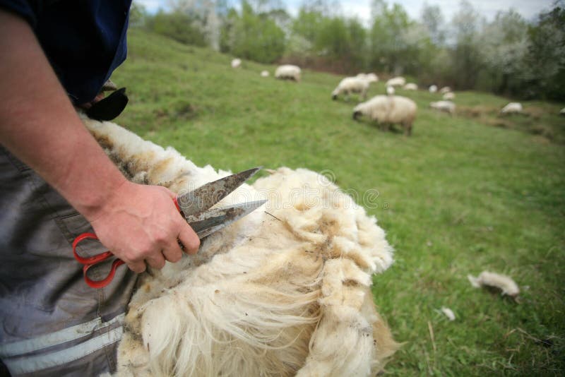 Cutting off sheep fleece stock photo. Image of mutton - 19610418