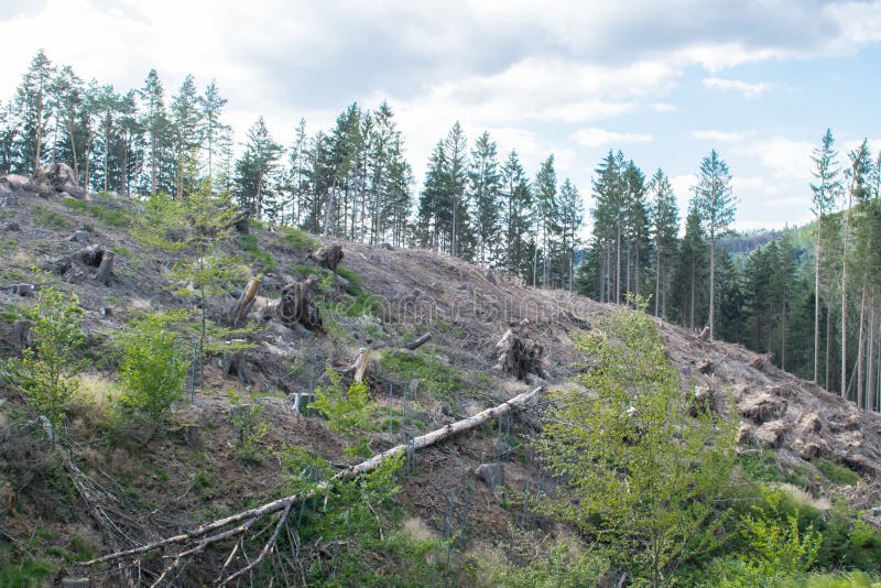 Cutting Off Trees Outside Forrest Stock Image - Image of clearfelled ...