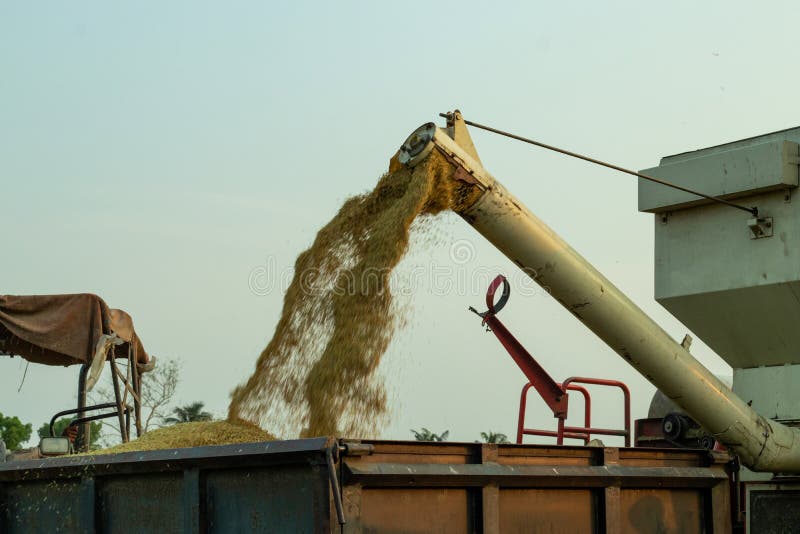 Cutting Paddy and Store or Package Automatically with the Vehicle Stock ...