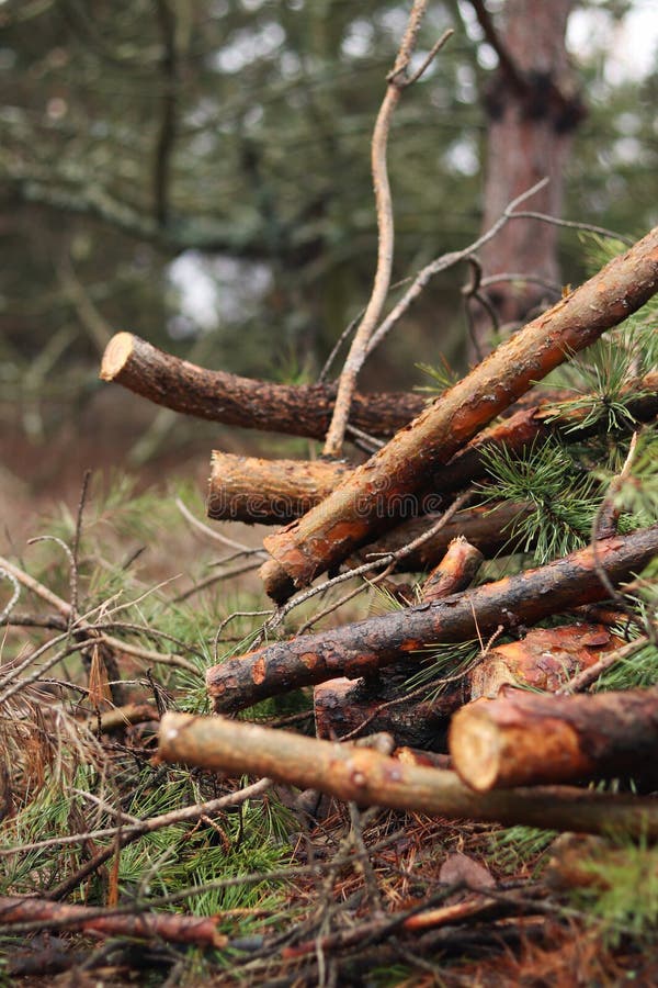 Cutting Pine Branches, Forest. Concept of Cutting Down Trees Stock ...