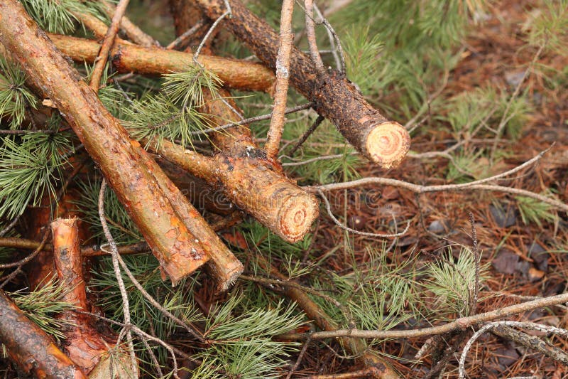 Cutting Pine Branches, Forest. Concept of Cutting Down Trees Stock ...