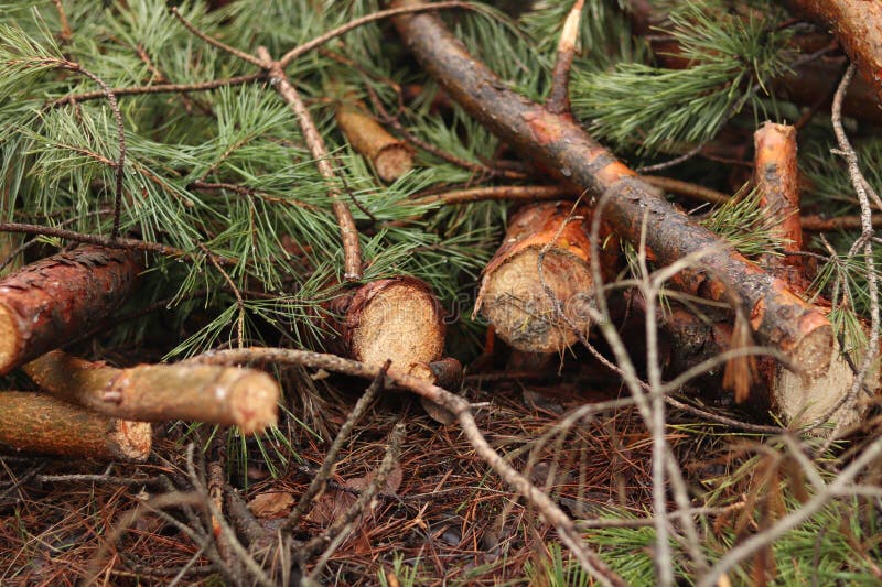 Cutting Pine Branches, Forest. Pile of Cut Green Pine Branches Stock ...