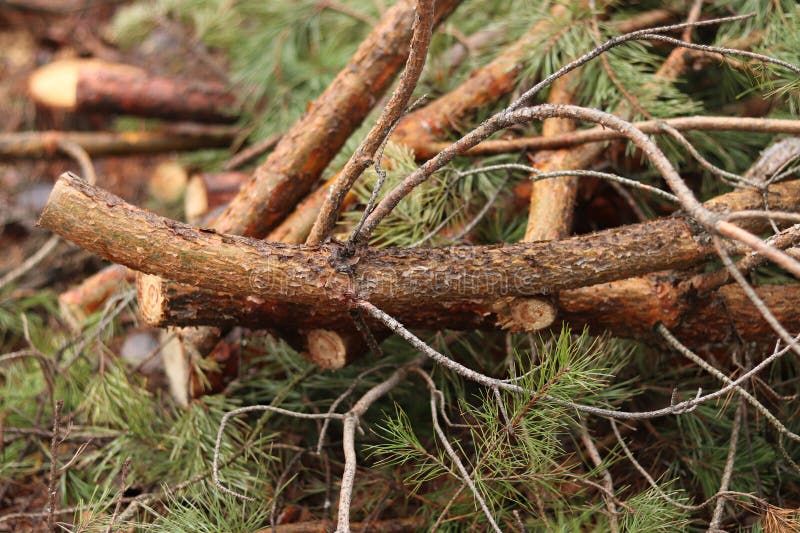 Cut Pine Branches in a Green Forest, Close-up Stock Photo - Image of ...