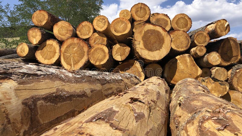 Cutting of Pine Trees and Production for Carpentry Stock Photo - Image ...
