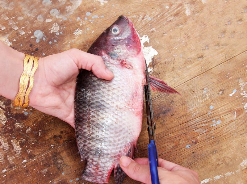 Cutting Raw Fresh Tilapia Fish Stock Image - Image of mediterranean ...