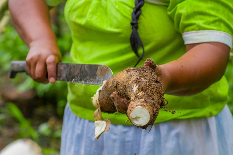 Root of Yucca Plant, Inside of the Amazon Forest in Cuyabeno, Ecuador ...