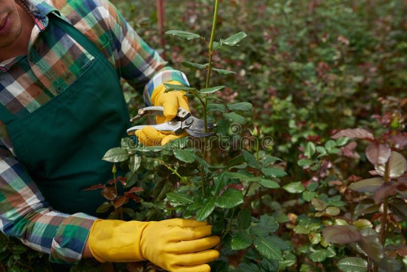Cutting roses stock photo. Image of spring, examining - 114321782