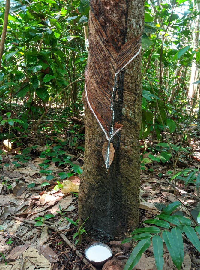 Cutting a Rubber Tree in the Morning Stock Photo - Image of leaf, soil ...