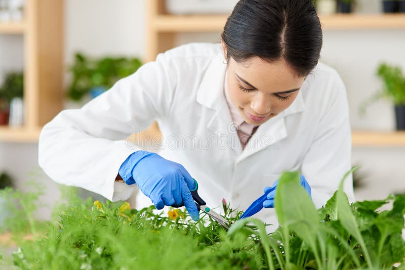 Cutting a Sample for Some Testing. a Young Scientist Working with Plant ...