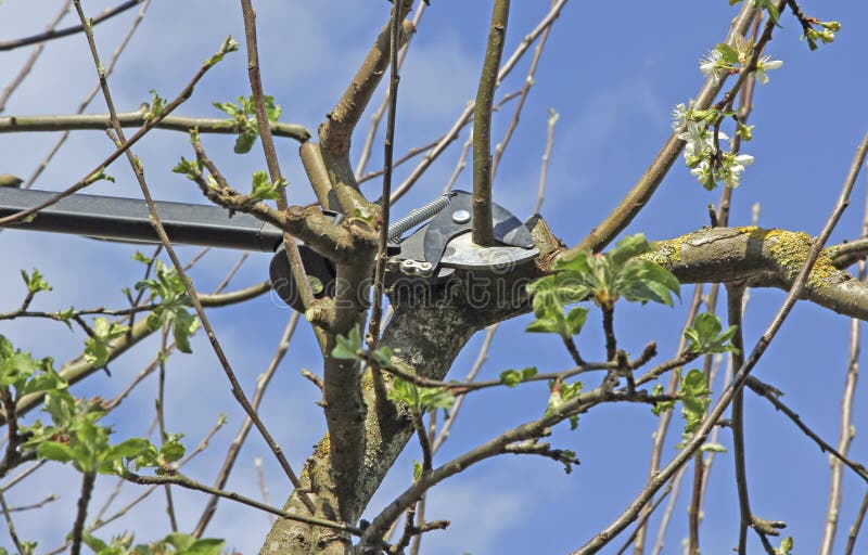 Cutting Saplings from an Apple Tree Stock Image - Image of treetop ...