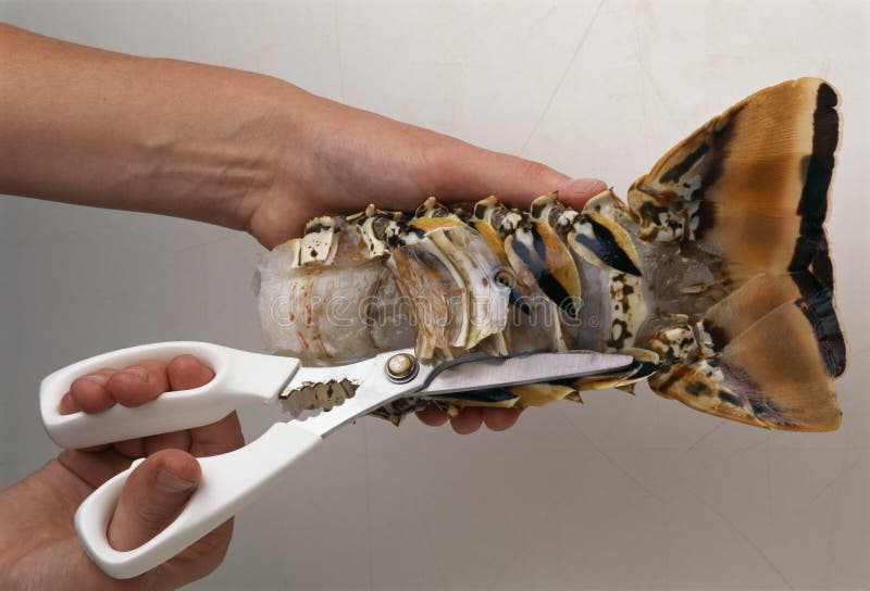 Cutting the Shell of a Lobster Tail Stock Photo - Image of luxary ...