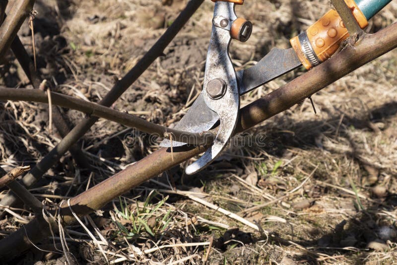 Cutting Spring Trees with Secateurs,garden Cleaning Pruning Vines Stock ...