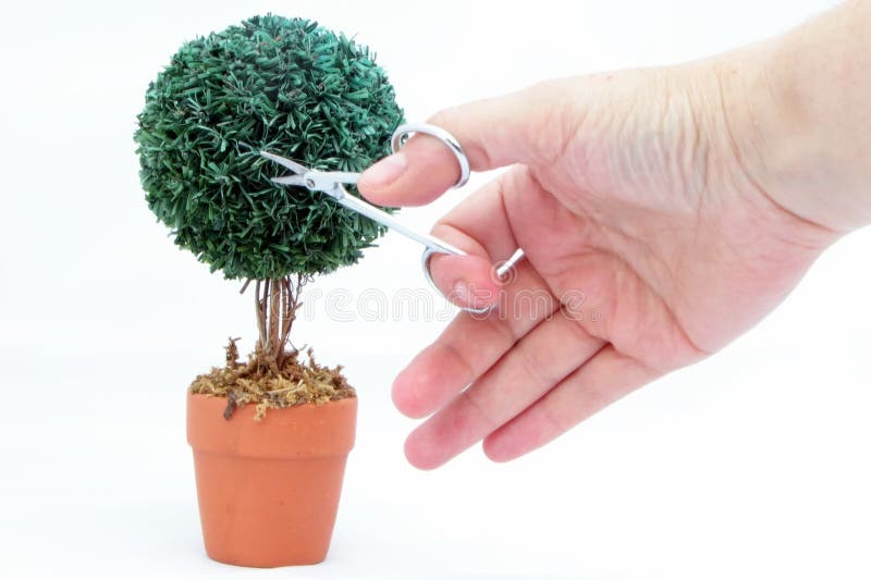Cutting Topiary stock image. Image of trimming, copyspace - 5352411