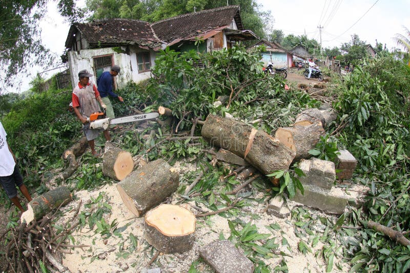 Cutting tree editorial photography. Image of village - 37558237