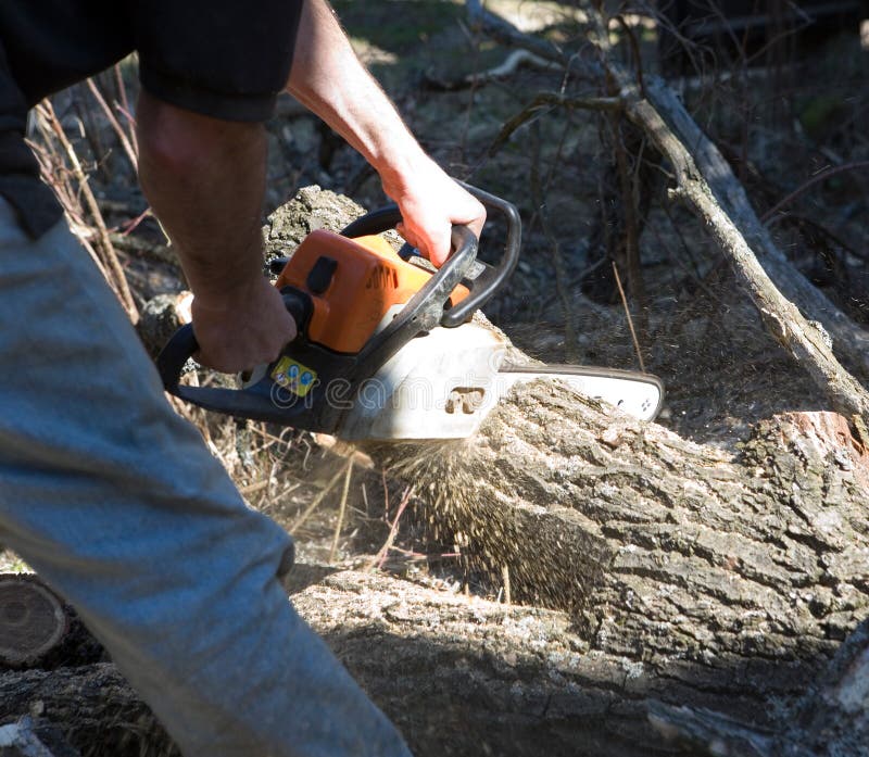 Cutting the tree stock photo. Image of sawing, lumberjack - 9339706