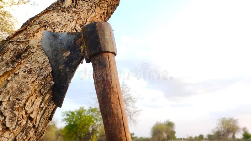 Cutting Tree by Ax, Close Up View Stock Image - Image of outdoors ...