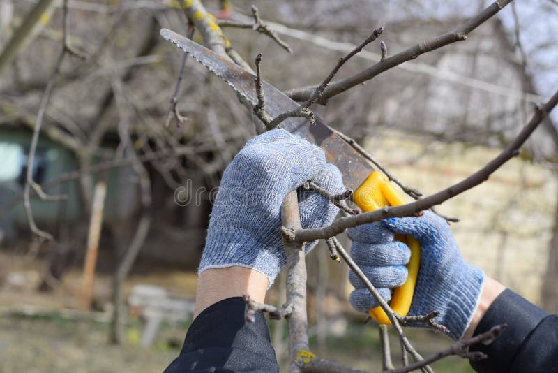 Cutting a Tree Branch with a Hand Garden Saw Stock Photo - Image of ...
