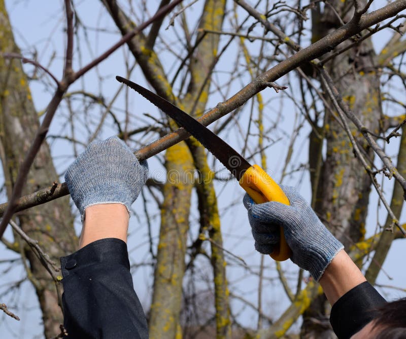 Cutting a Tree Branch with a Hand Garden Saw Stock Image - Image of ...