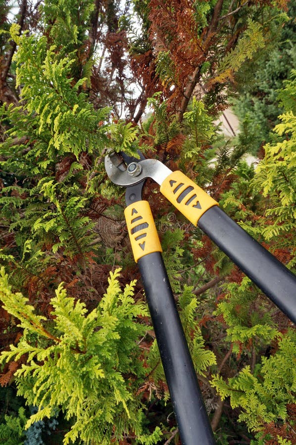 Cutting Tree Branches in an Autumn Garden with a Pruner Stock Image ...