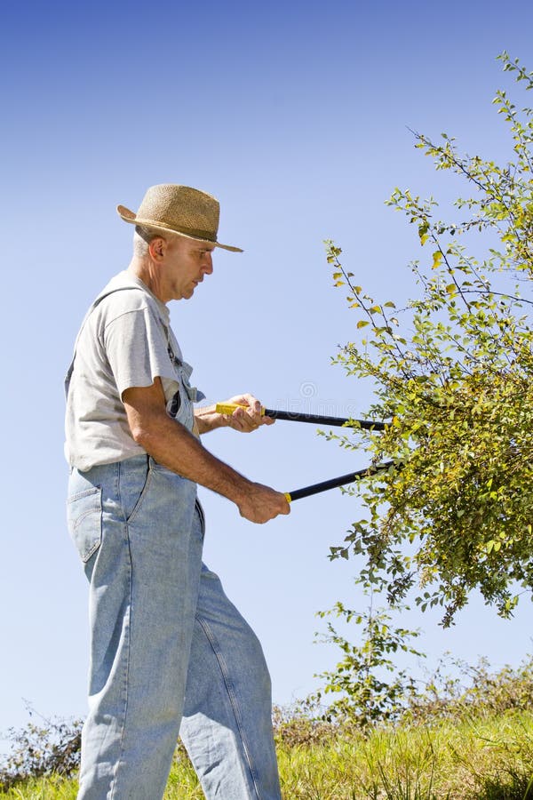 Cutting Tree Branches and Hedge Stock Photo - Image of bole, gardener ...