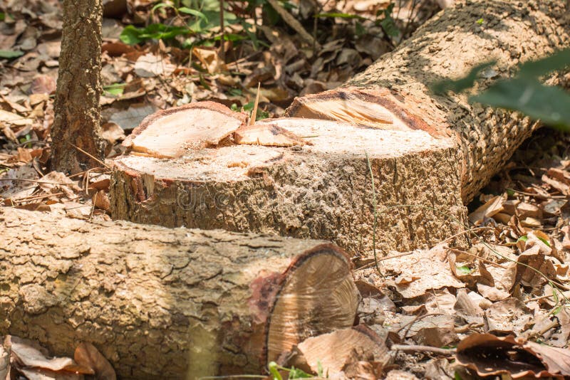 Cutting tree stock image. Image of large, nature, rain - 39907273