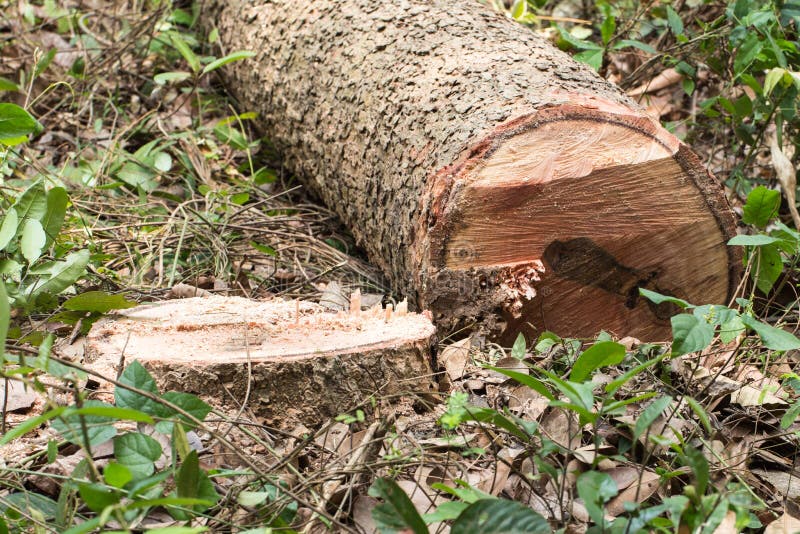 Cutting tree stock image. Image of tree, timber, woods - 39907303