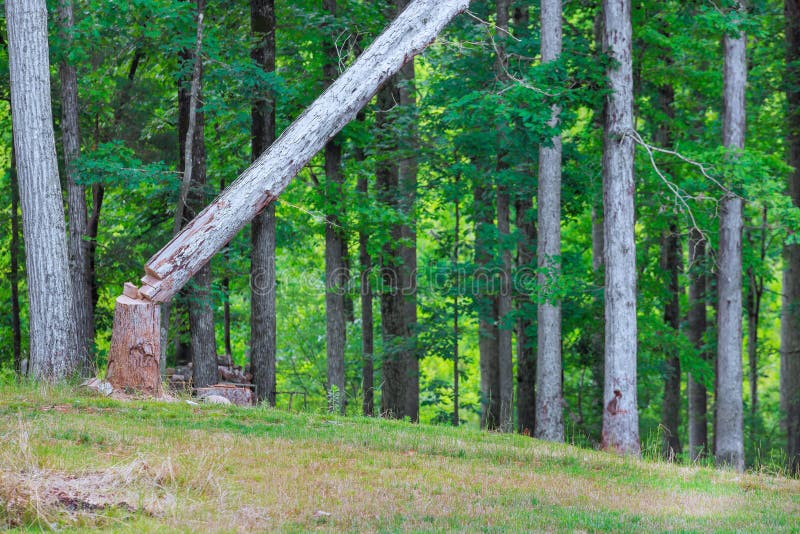 Tree that Have Been Cut Down by Woodcutter Fall Stock Photo - Image of ...