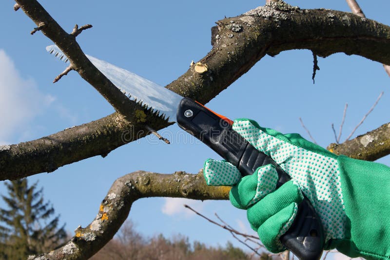 Cutting a tree limb stock image. Image of gloves, outdoors - 13270577