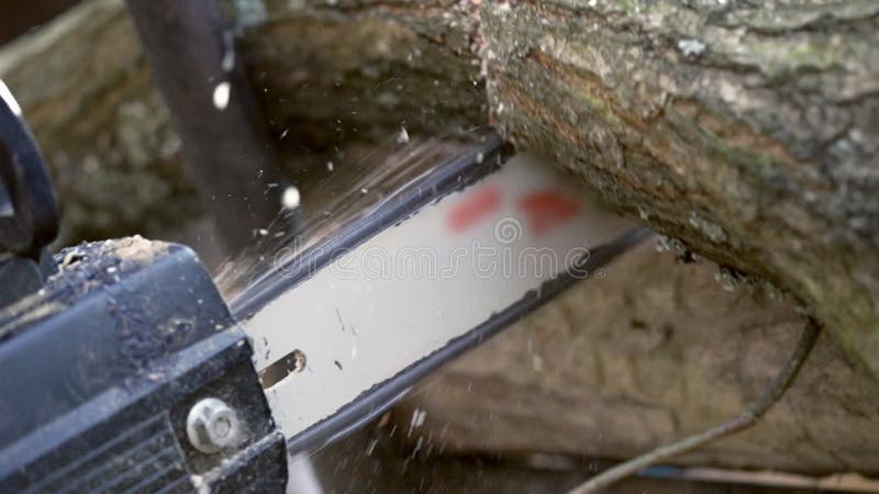 Cutting a Tree into Pieces with a Chainsaw Stock Footage - Video of ...