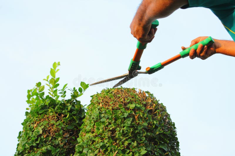 4,328 Tree Cutting Scissors Stock Photos - Free & Royalty-Free Stock ...