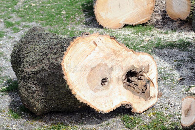 Cutting tree stock image. Image of chopped, circle, environment - 33423339