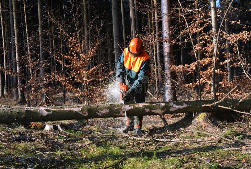 Cutting Tree in Pieces, Woodcutter Stock Image - Image of timber ...