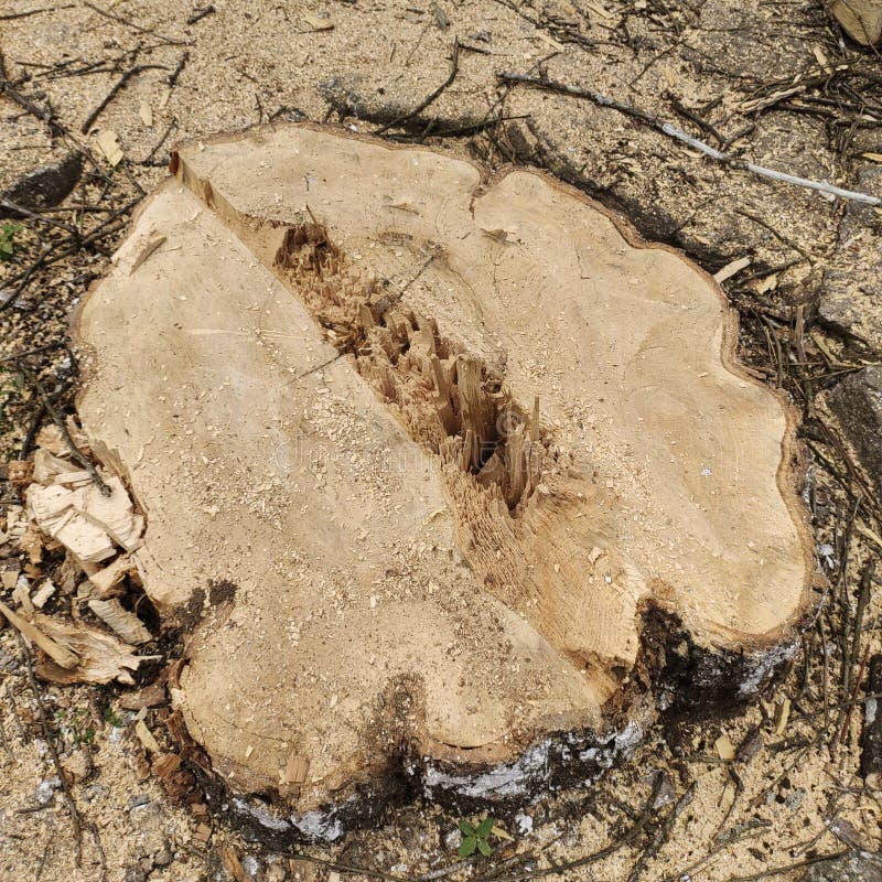 Cutting Tree Root by the Cutting Machine Stock Image - Image of cutting ...