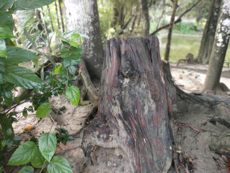 After Cutting the Tree, the Root of the Tree is Dry Stock Image - Image ...