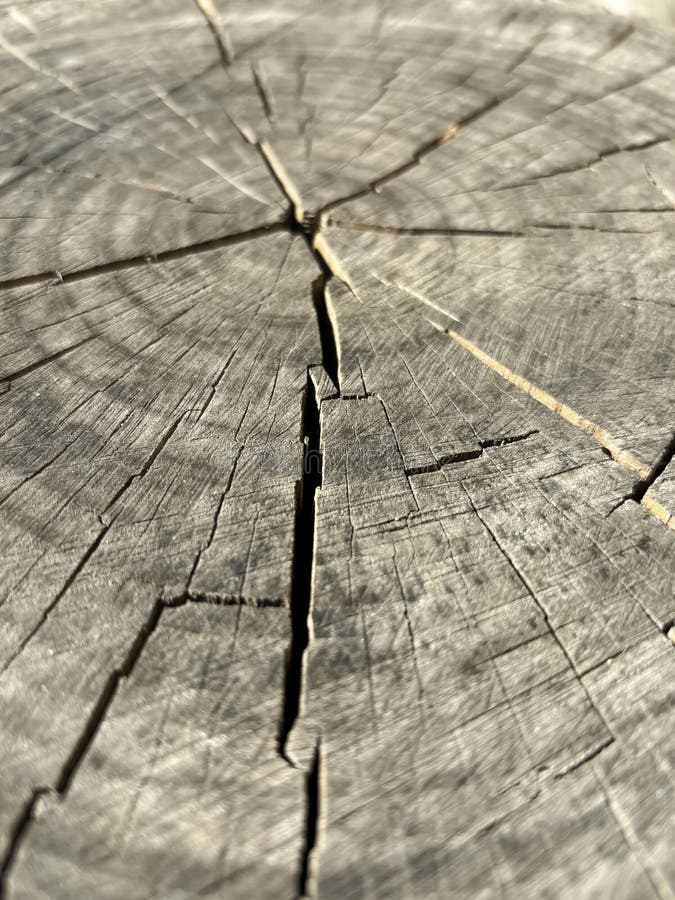 Cutting a Tree. Sawing Wood Close-up. There is a Crack on the Cut of ...