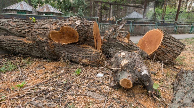 Cutting tree stock photo. Image of natural, deforestation - 58163706
