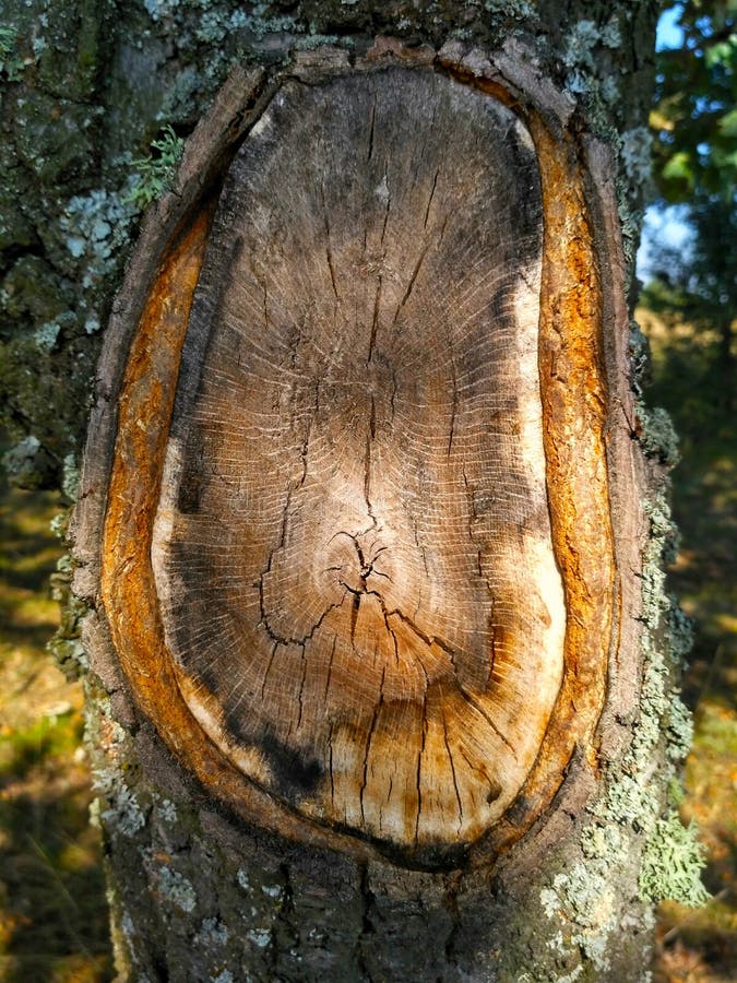 Cutting of tree trunk stock photo. Image of aging, pier - 126849438