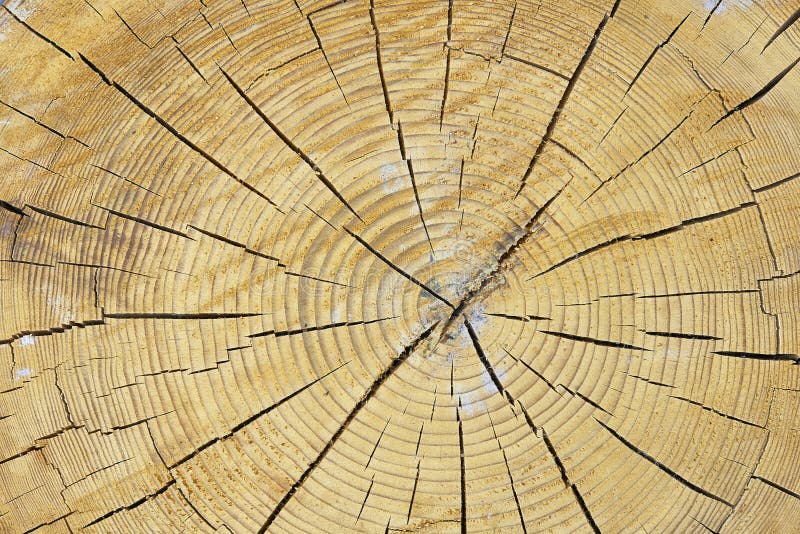 Cutting a tree trunk stock image. Image of surface, industry - 78075119