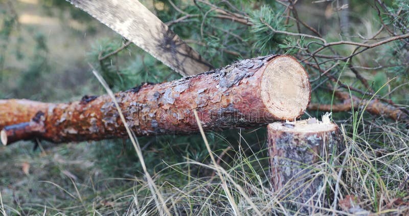 Cutting a Cut Tree Trunk into Boards Stock Video - Video of tree, steel ...