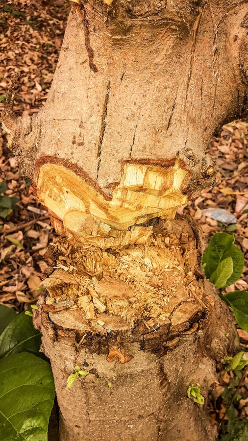 Cutting Tree in Villages Forest Stock Image - Image of color, nature ...