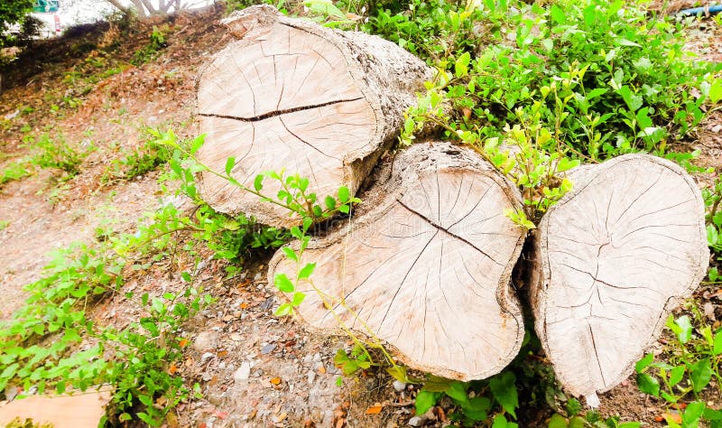 Cutting Trees Born To Plant Stock Photo - Image of born, trees: 175919860