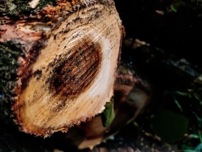 This is a Cutting Trees Branch Surface Macro Shot in the Morning Stock ...