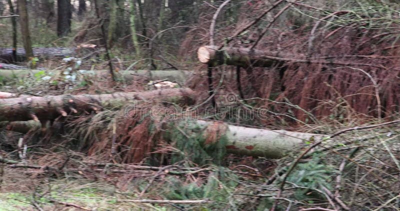 Cutting trees down stock video. Video of deforestation - 307501501