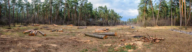 Cutting of Trees. Ecology.Panoramic Photography Stock Image - Image of ...
