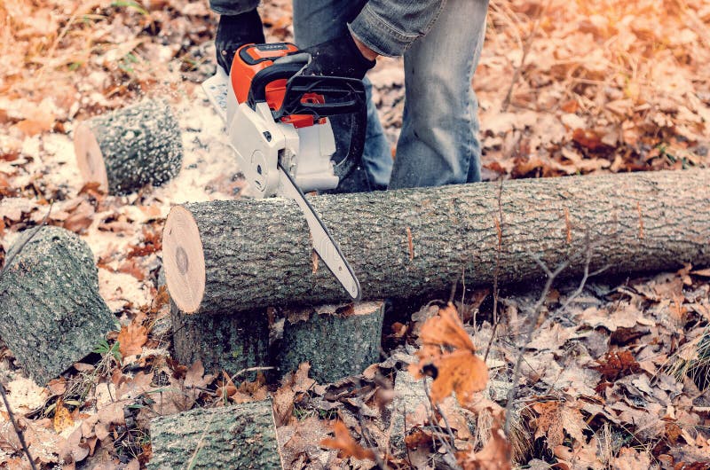 Cutting Trees with an Electric Saw in Autumn in the Woods Stock Image ...