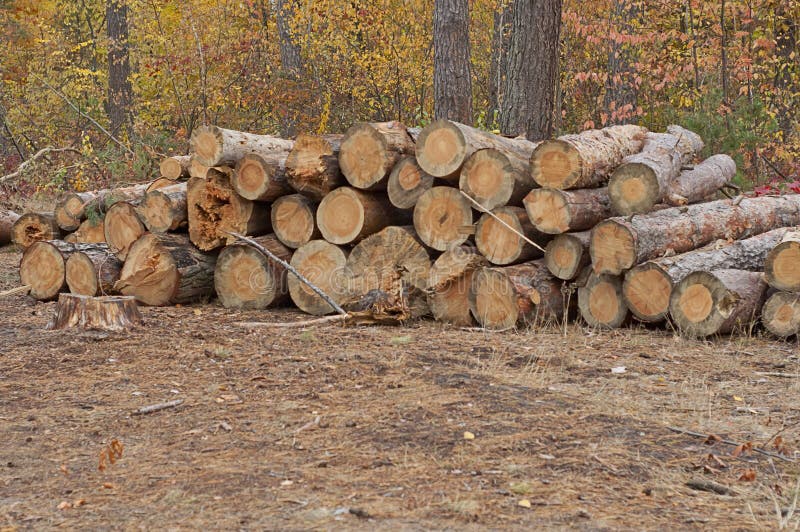 Cutting of trees stock image. Image of industry, lumber - 62745279