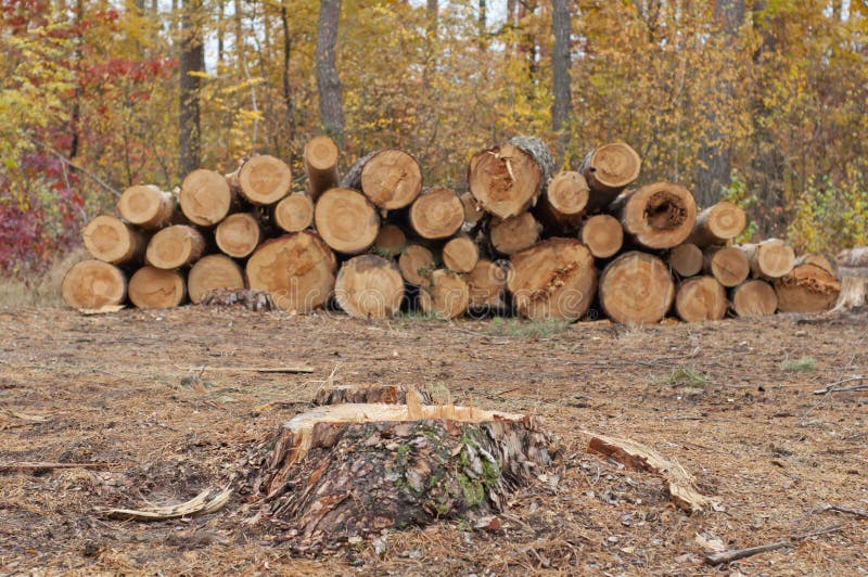 Cutting of trees stock image. Image of plant, cutting - 65705865