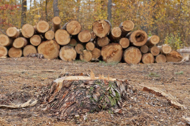 Cutting of trees stock image. Image of deforestation - 65705873