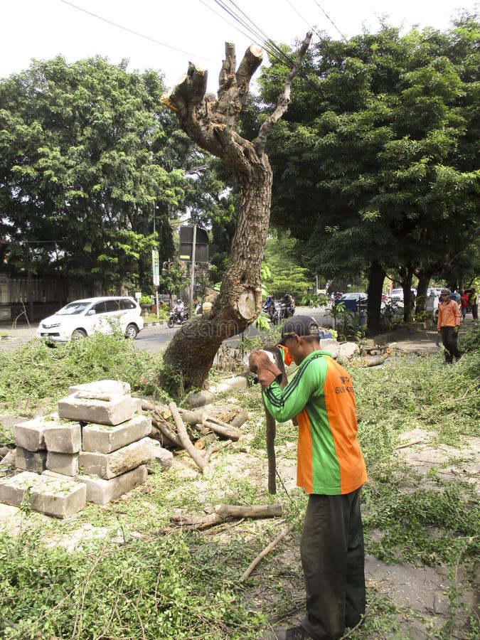 Cutting trees editorial photo. Image of trees, indonesia - 73376421